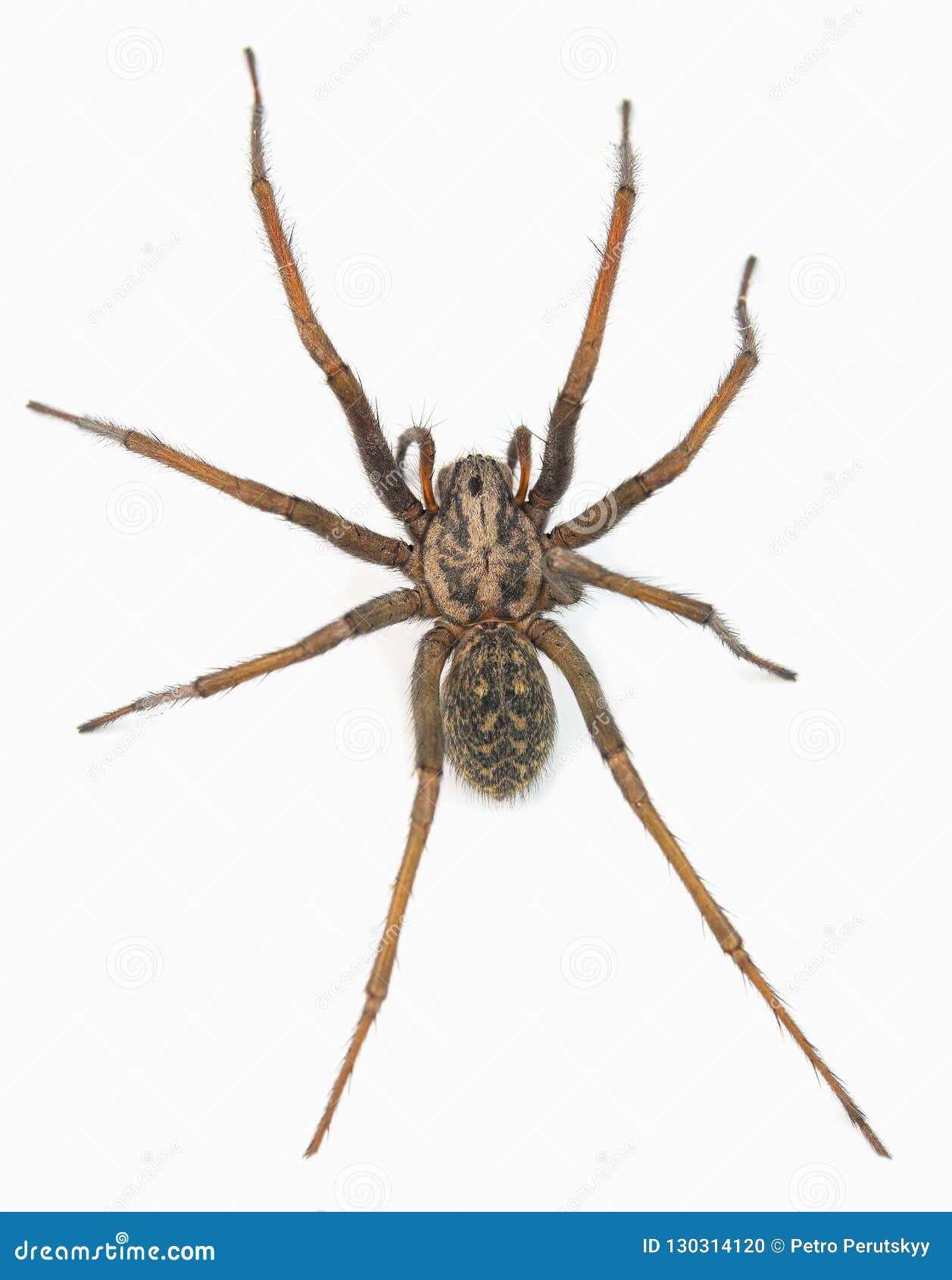 Predatory spider stock photo. Image of house, white - 130314120