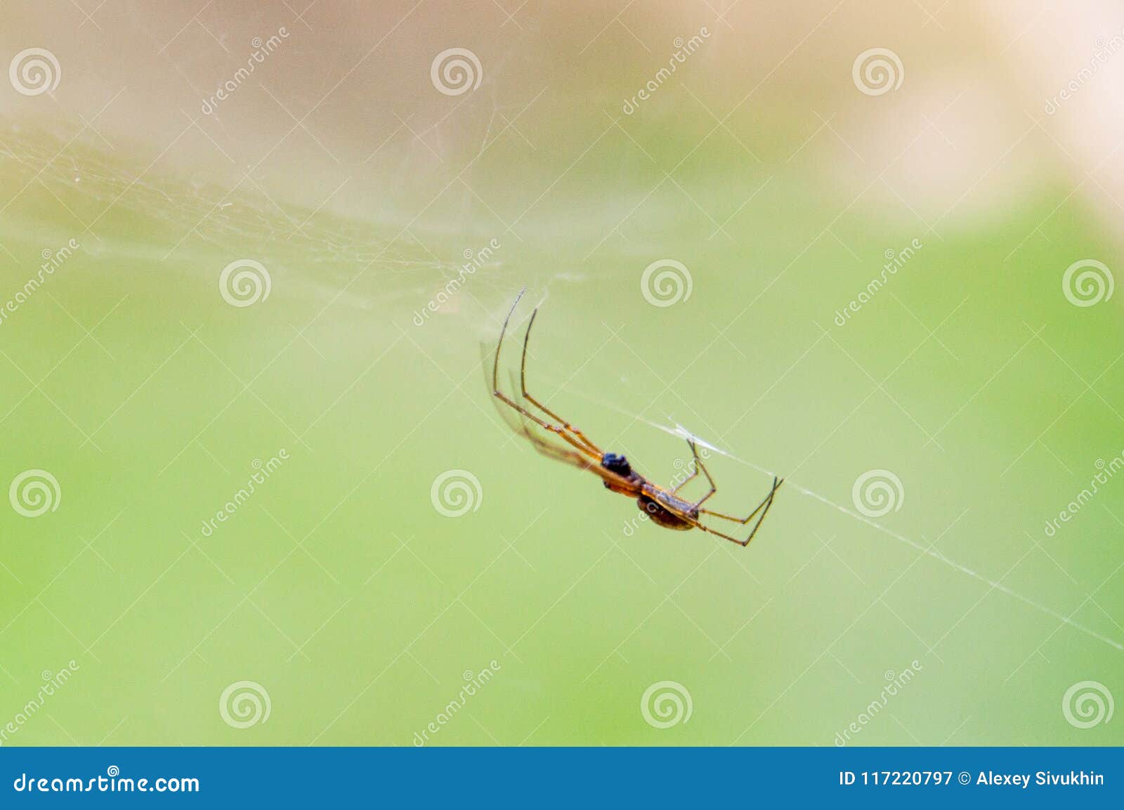 Predatory Spider Isolated on White Stock Image - Image of closeup ...