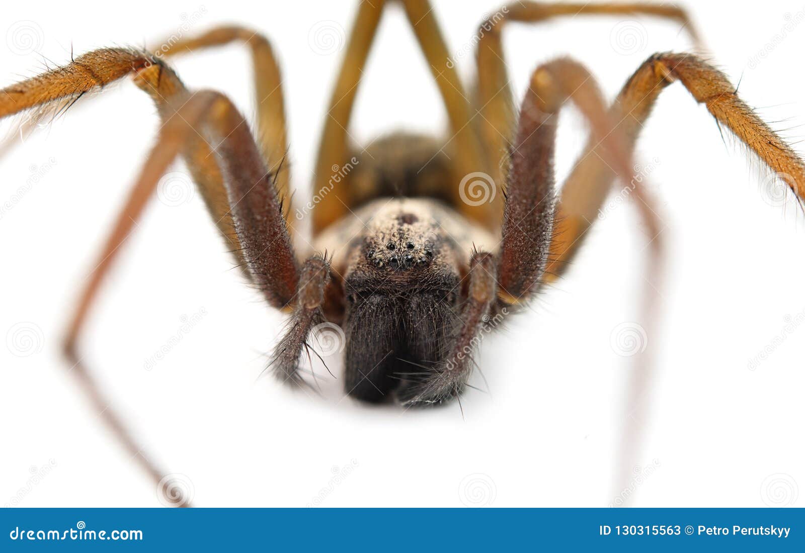 Predatory spider stock image. Image of close, predator - 130315563