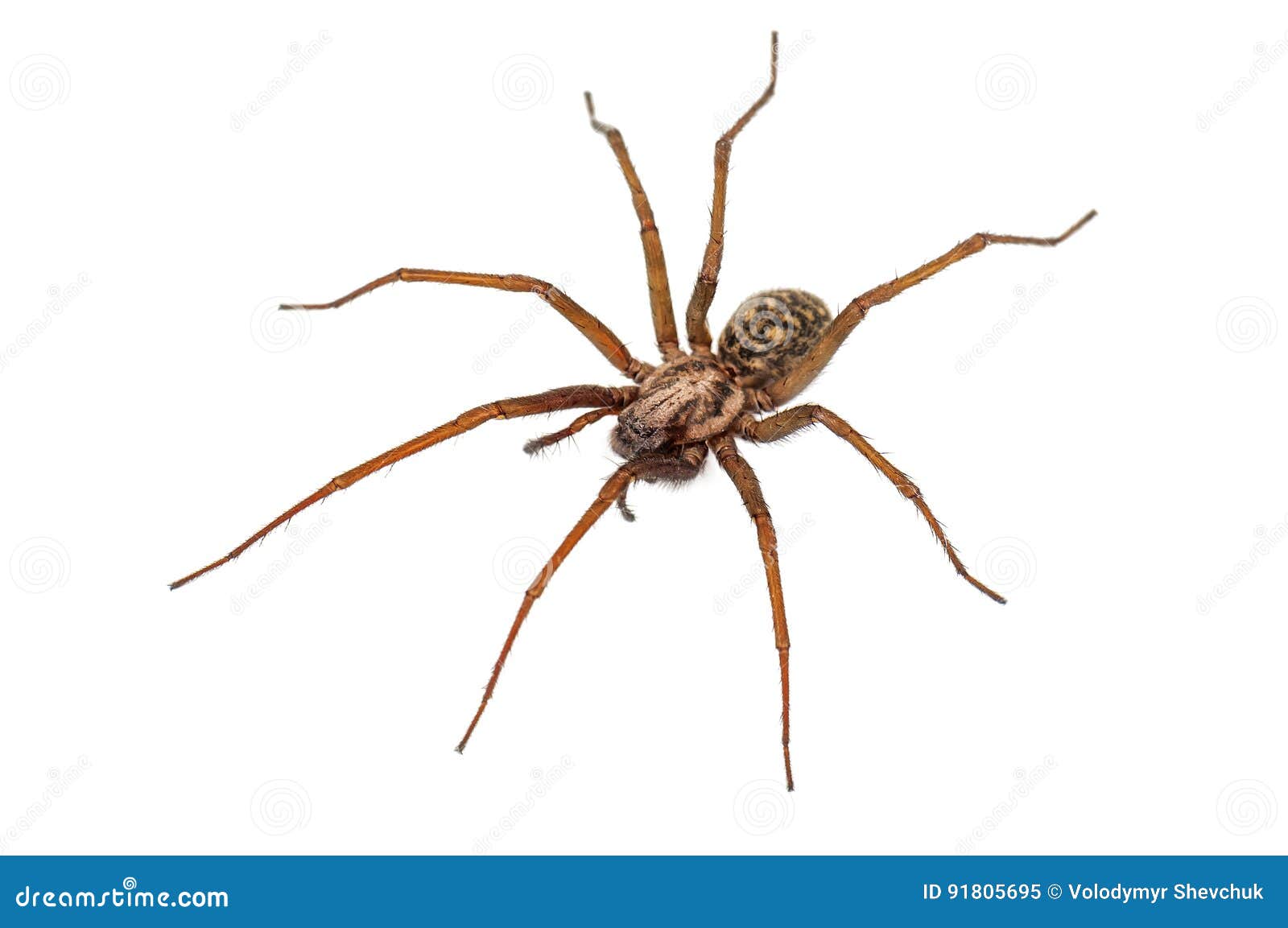 Predatory spider on white stock image. Image of white - 91805695