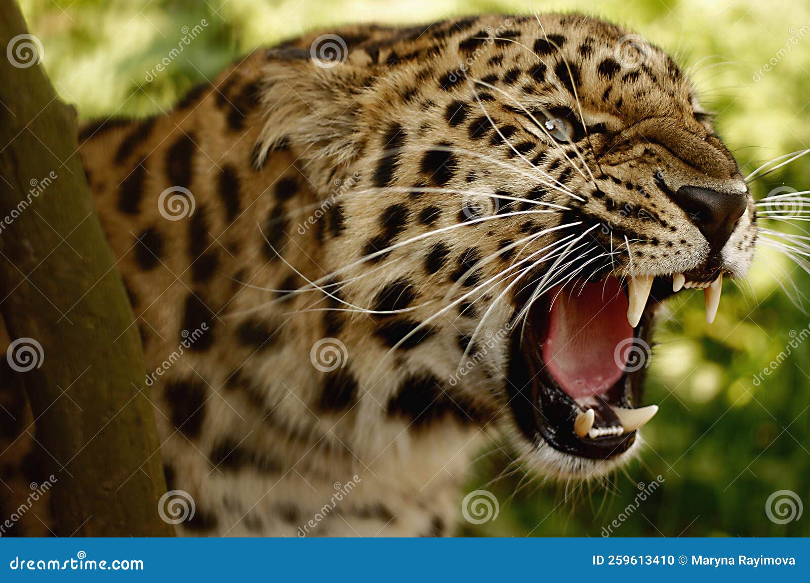 The Predatory Spotted Leopard Growls Stock Photo - Image of snout ...