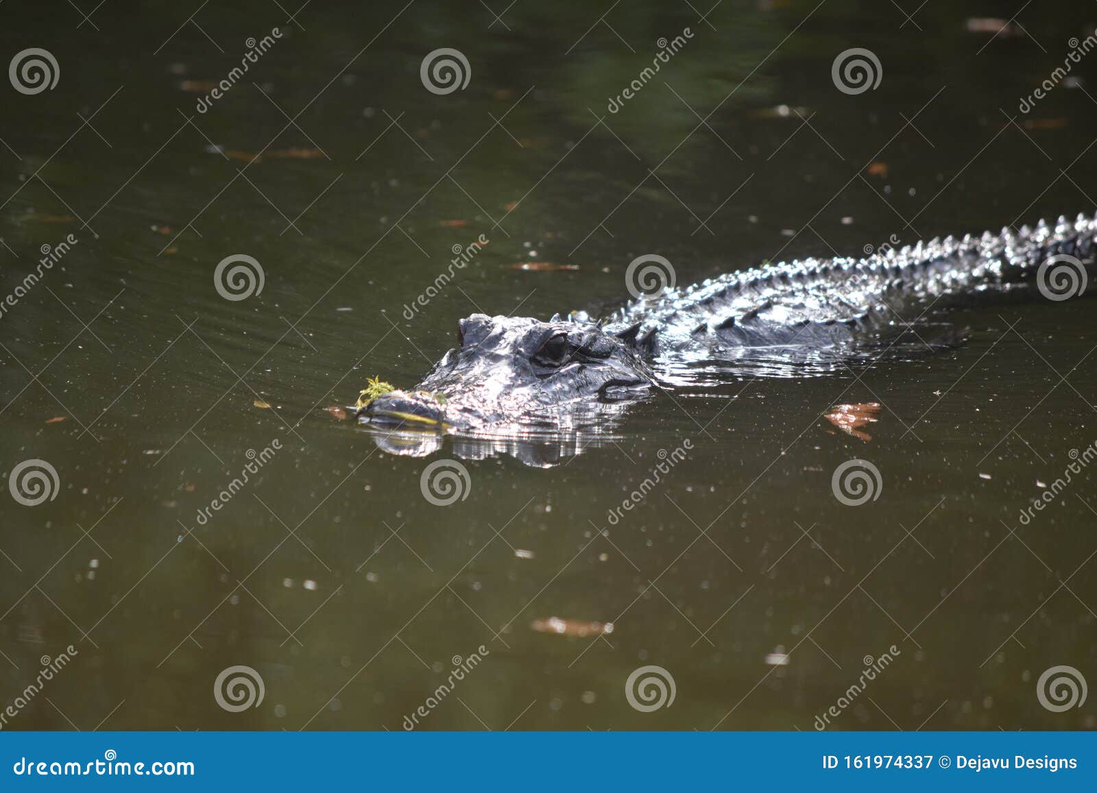 Predatory Stalking Alligator in Dark Swamp Water Stock Image - Image of ...