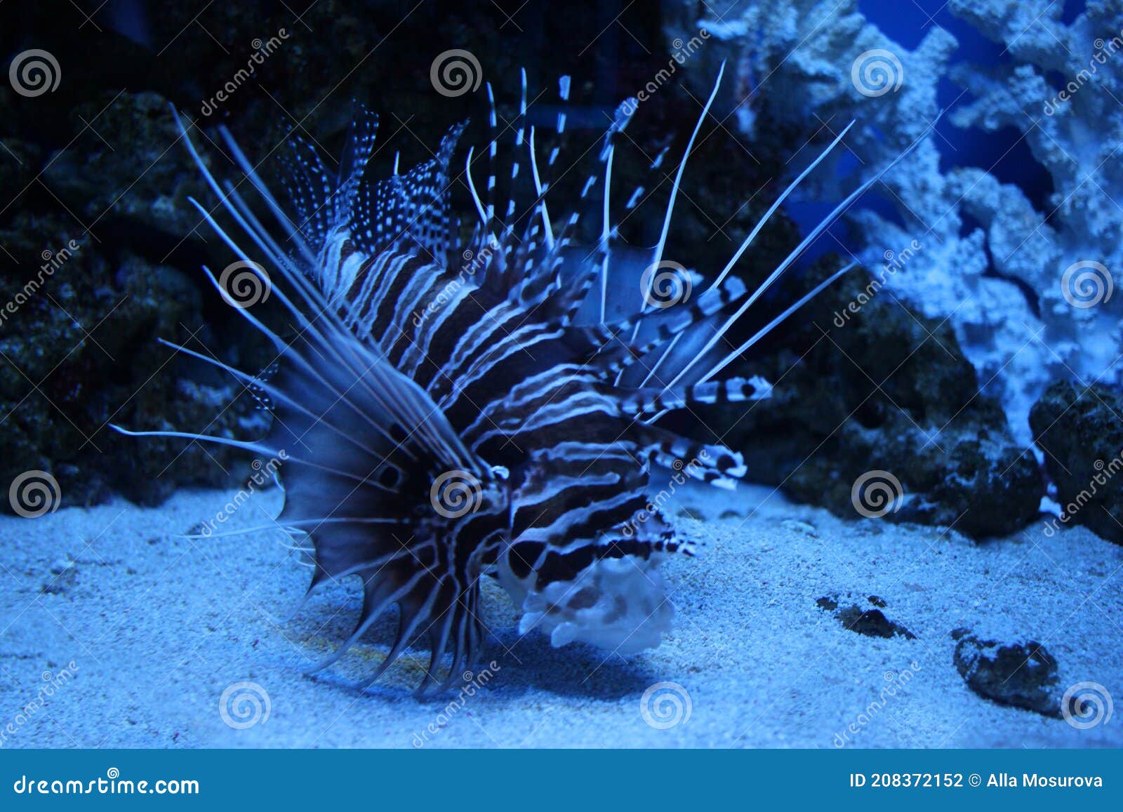 Predatory Tropical Fish with Spines Swims in the Ocean of Water in the ...