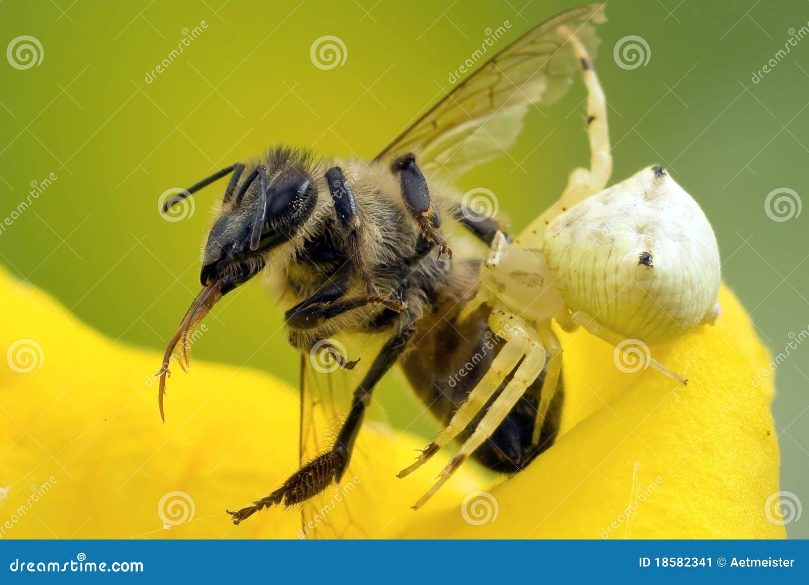 Prede Del Ragno Del Granchio Sull'ape Immagine Stock - Immagine di ...