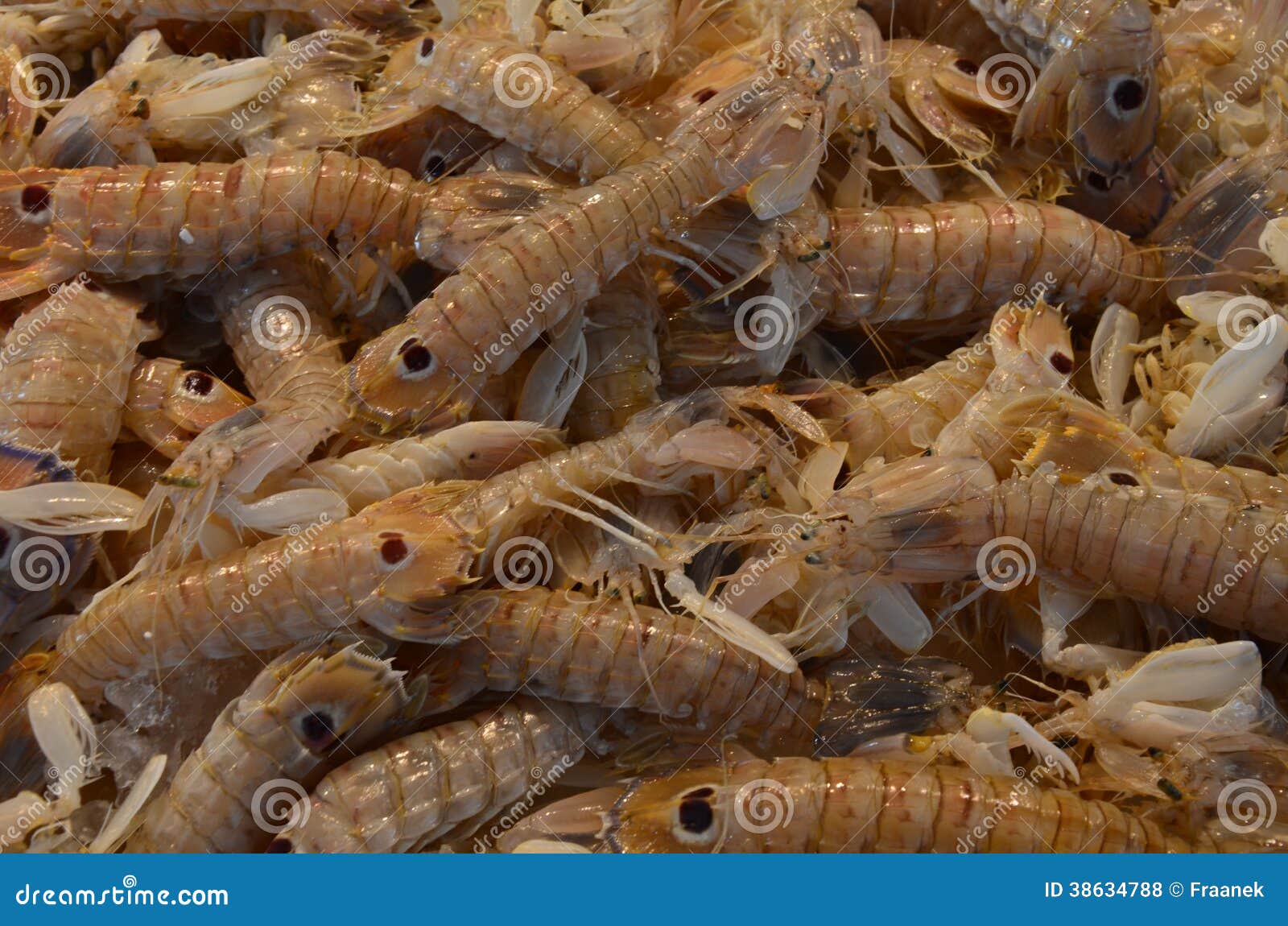 Predicador del Squilla foto de archivo. Imagen de pescados - 38634788