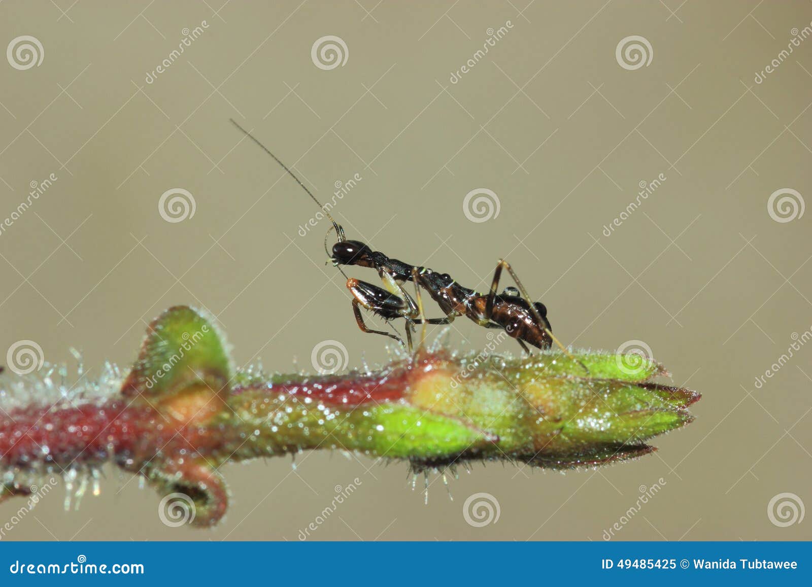 138 Colmena De La Hormiga Fotos de stock - Fotos libres de regalías de ...