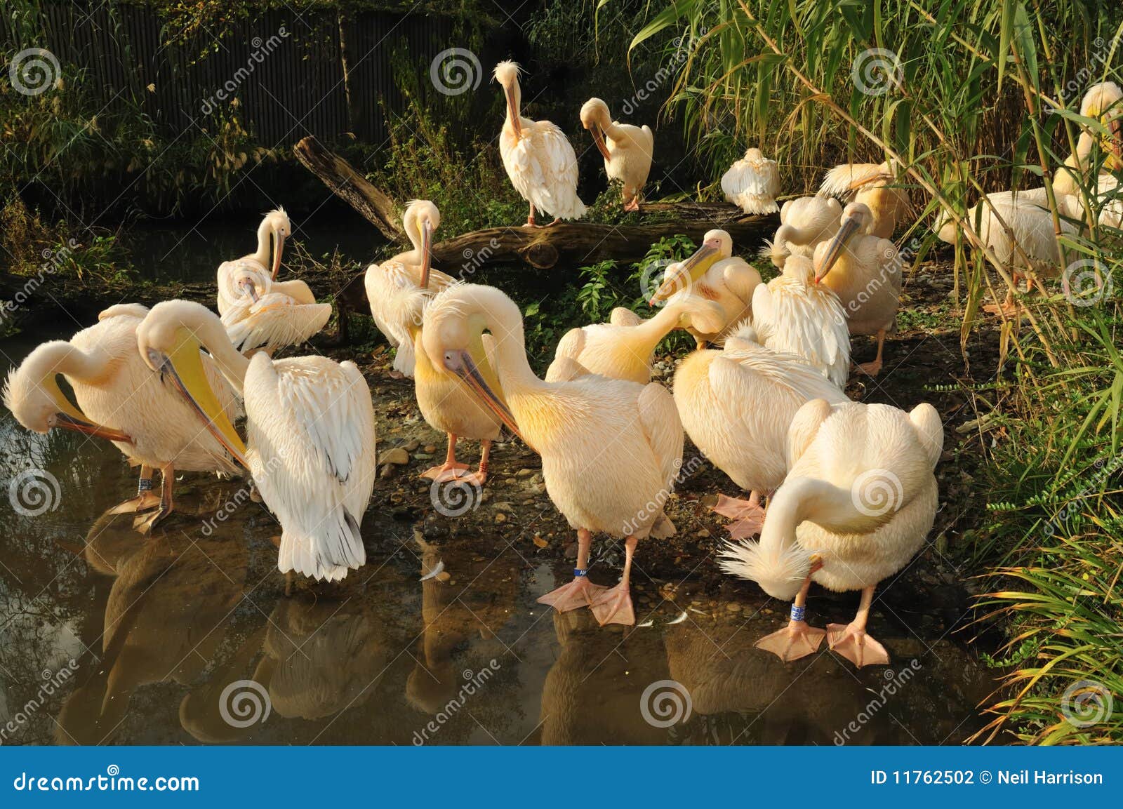 Preening stock photo. Image of preen, nature, flock, head - 11762502