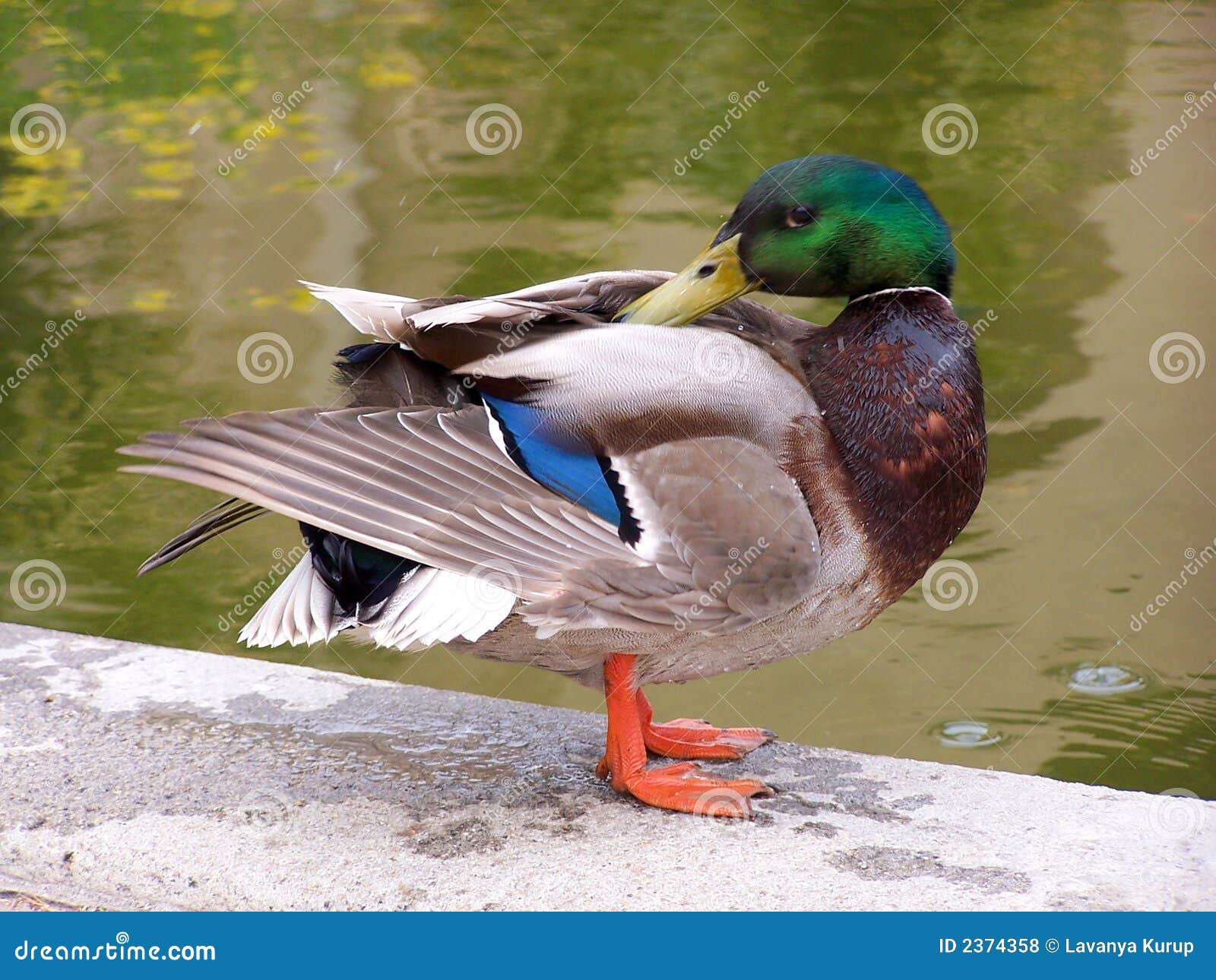 Preening duck stock photo. Image of cute, clean, ducks - 2374358
