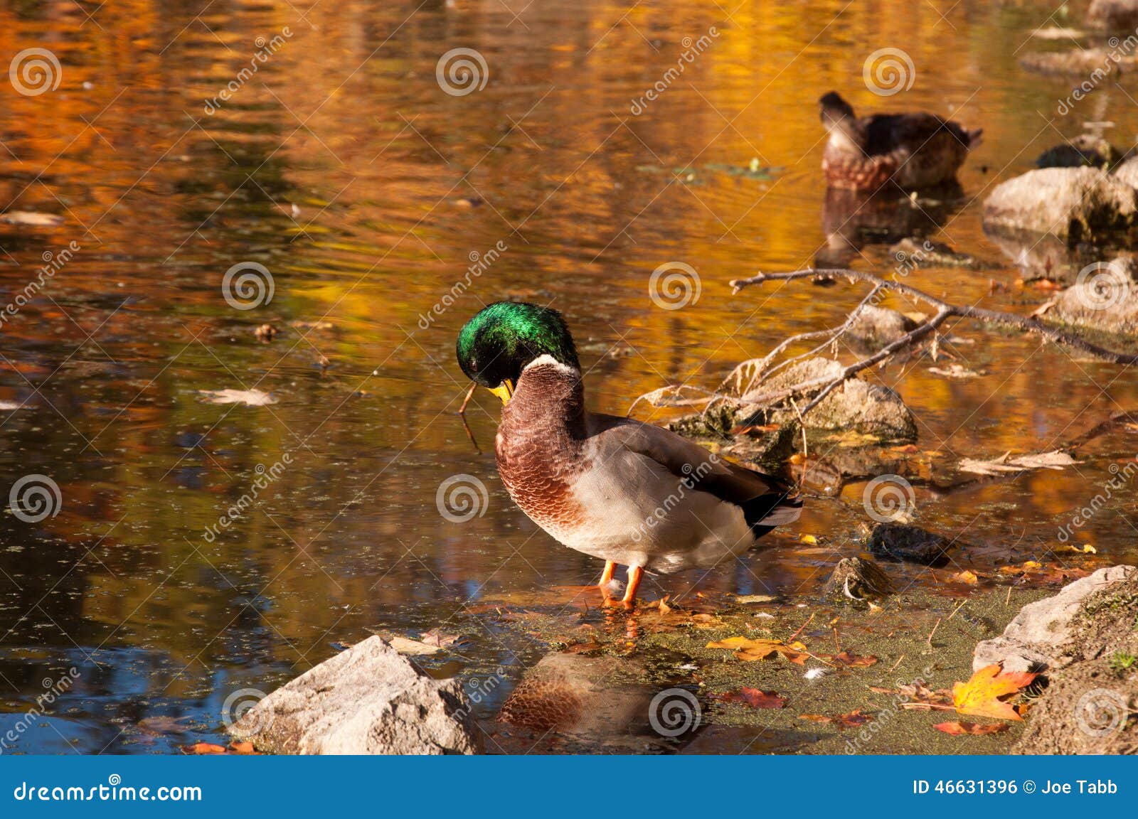 Preening duck stock photo. Image of waterfowl, female - 46631396