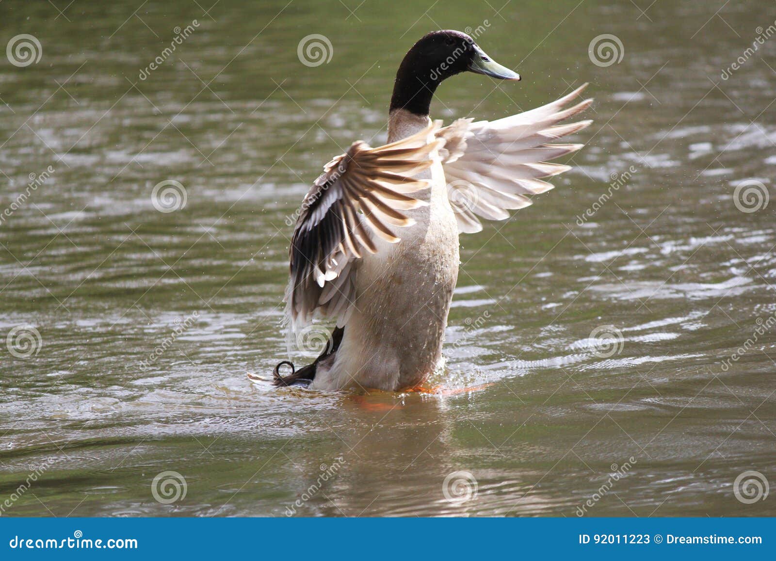 Preening duck on the river stock image. Image of river - 92011223