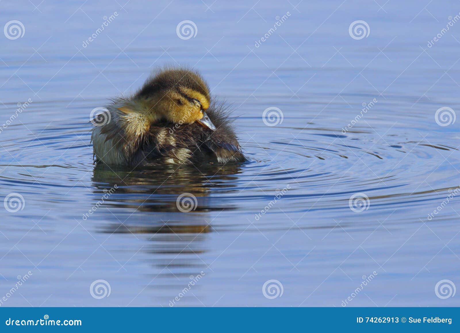 235 Preening Duckling Stock Photos - Free & Royalty-Free Stock Photos ...