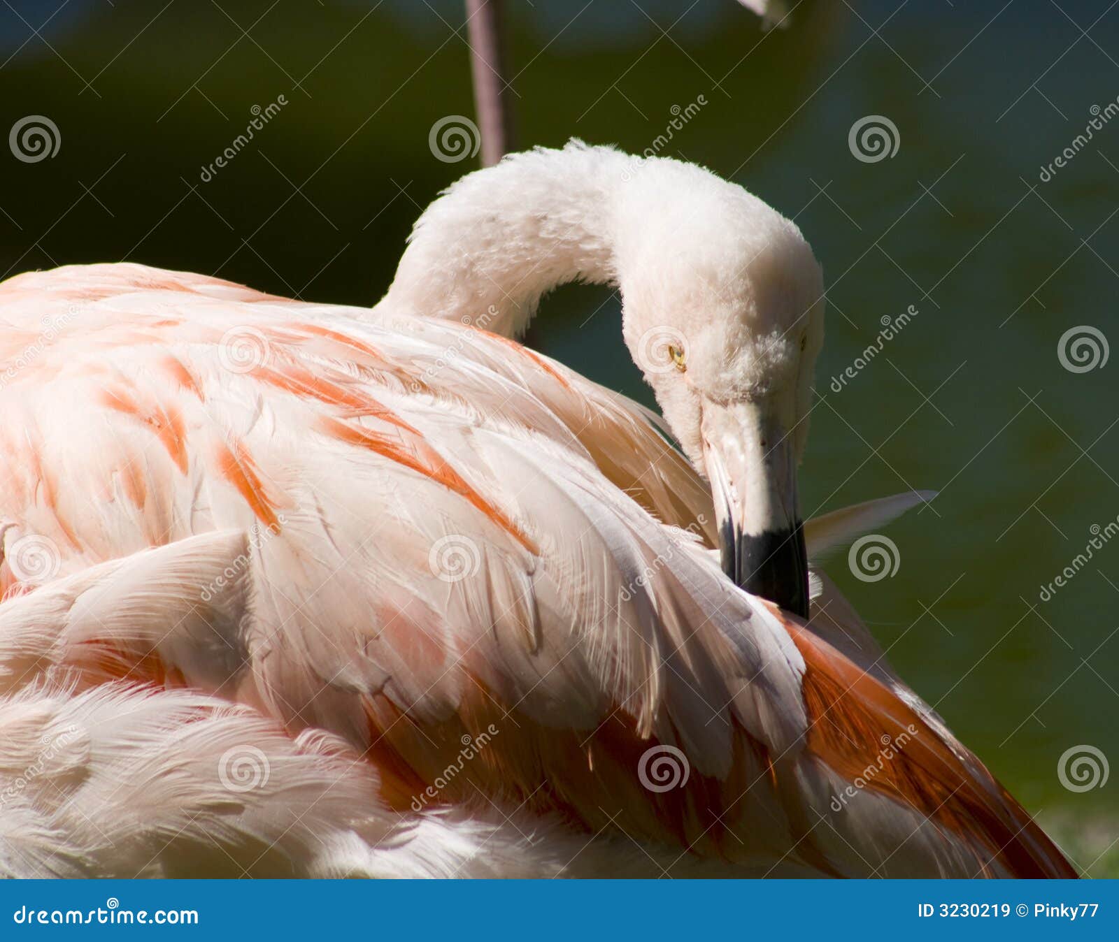 Preening flamingo stock image. Image of looks, colored - 3230219