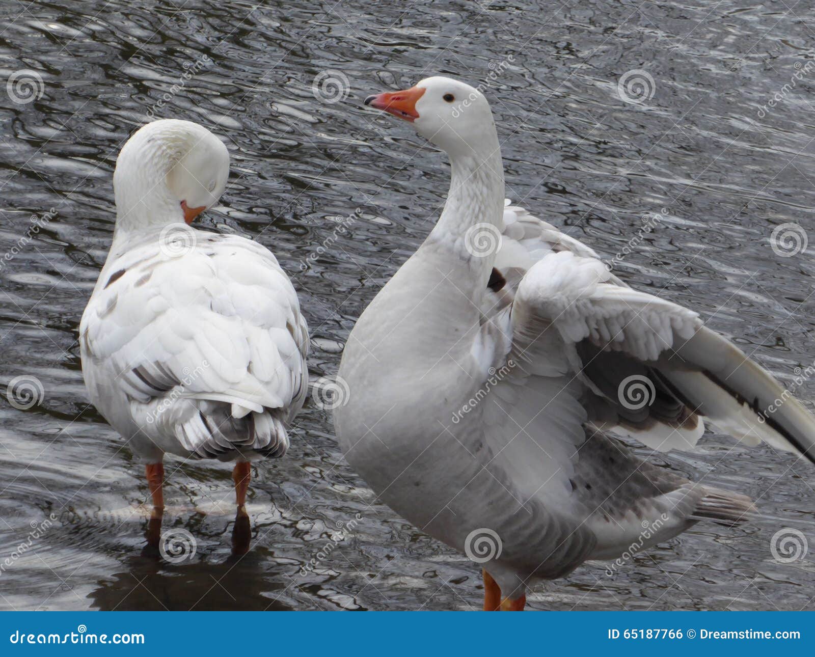 Preening Geese stock photo. Image of geese, preening - 65187766