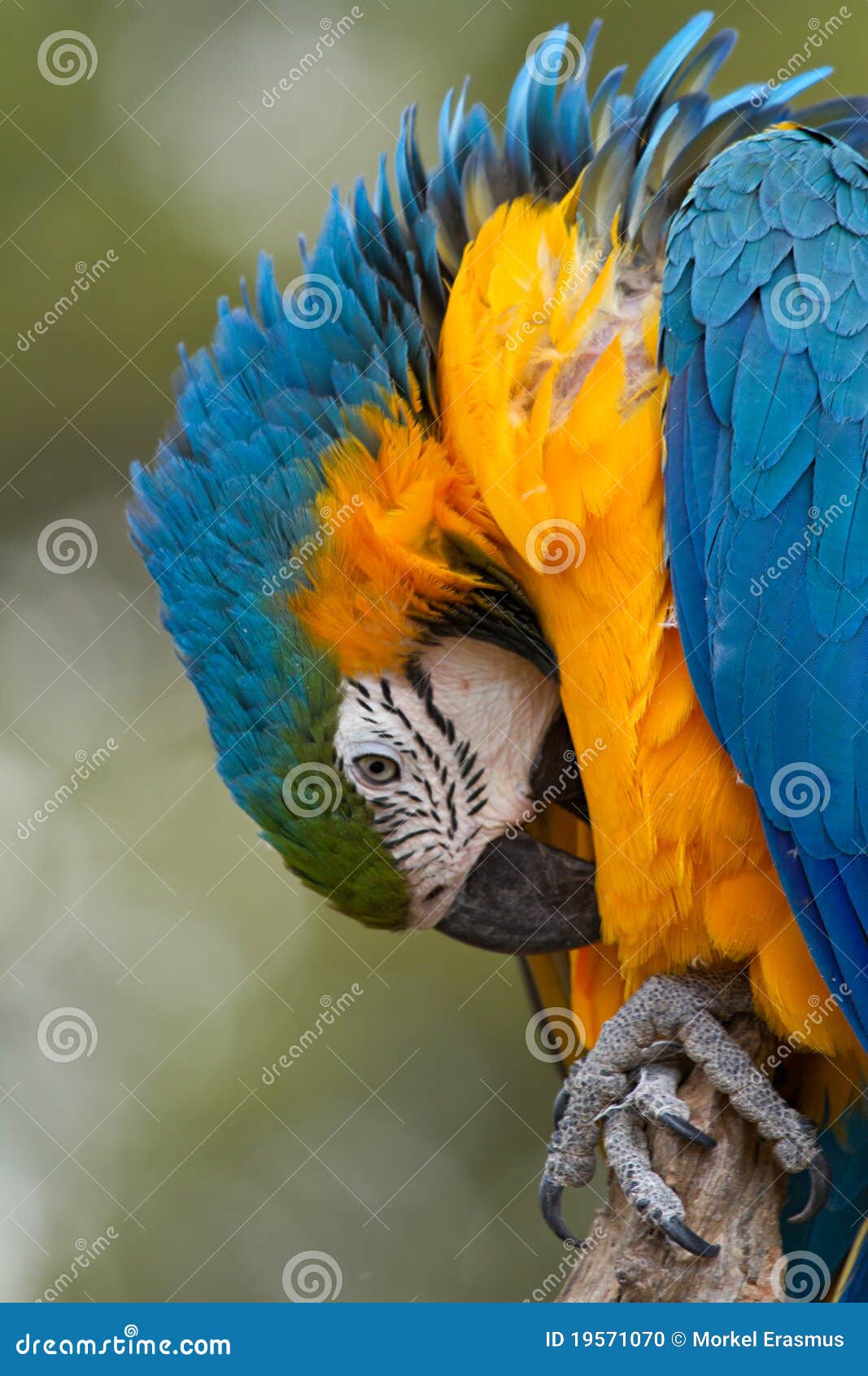 Preening Macaw stock photo. Image of bird, details, perched - 19571070
