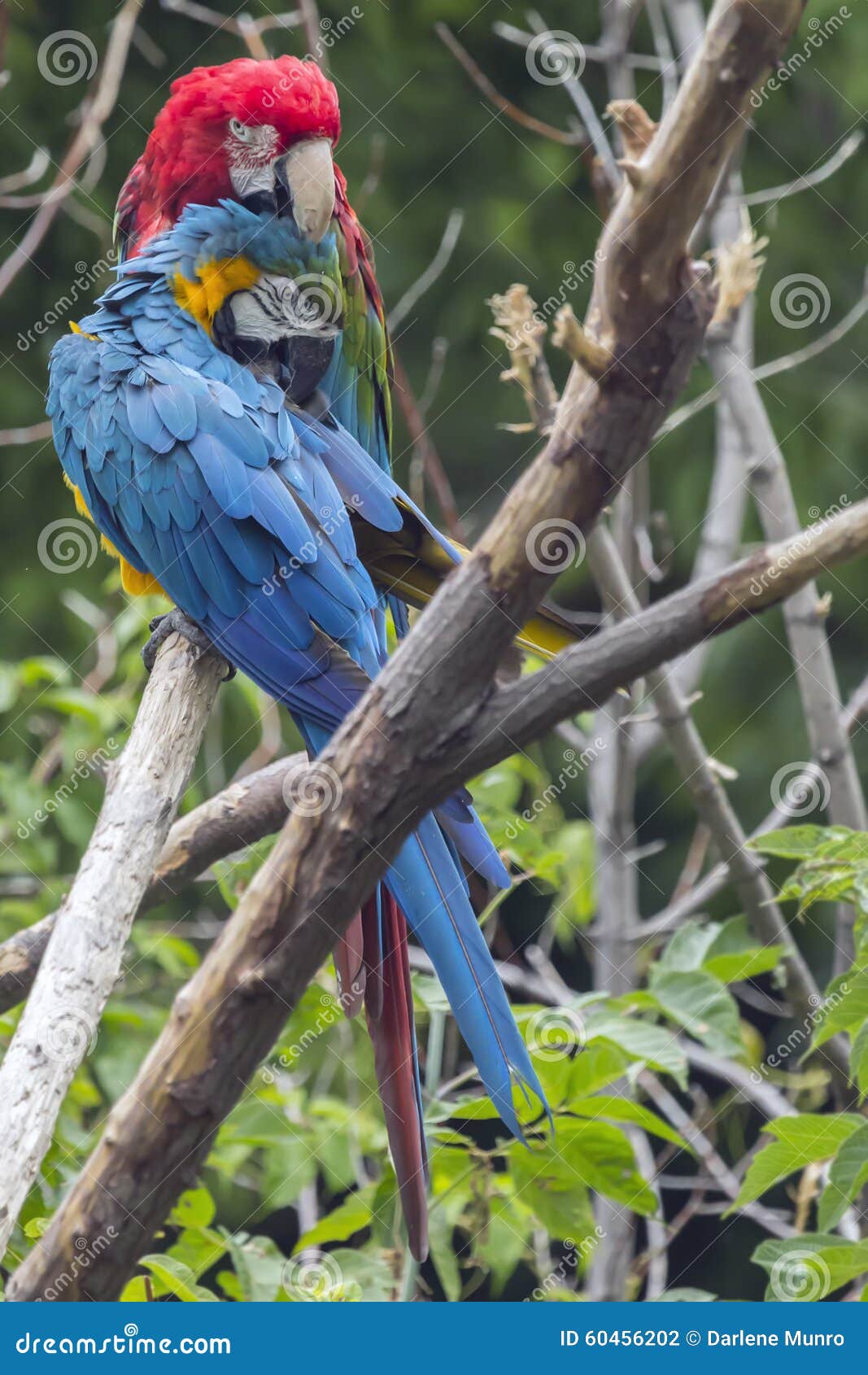 Preening Macaws stock photo. Image of jungle, beautiful - 60456202