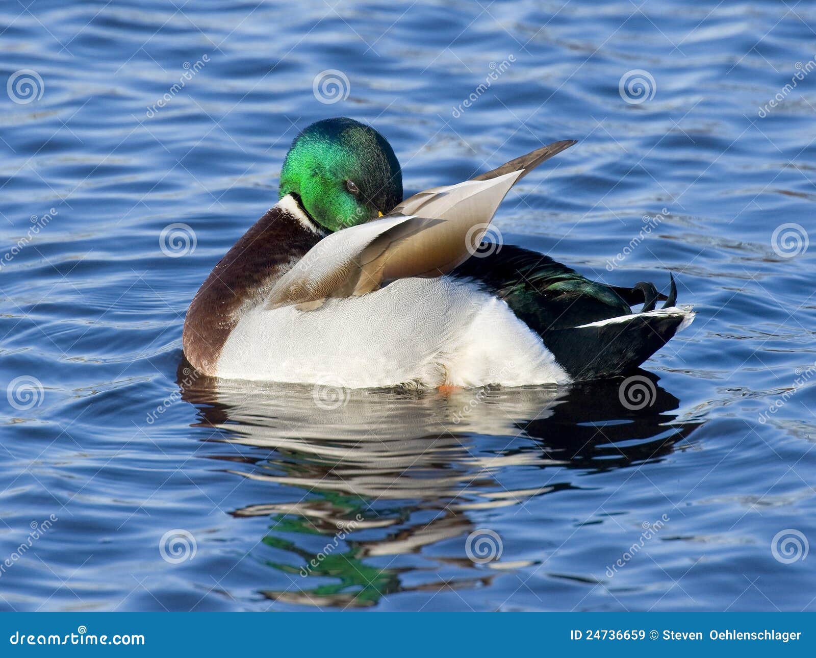 Preening Mallard stock image. Image of decoy, ducks, mallard - 24736659