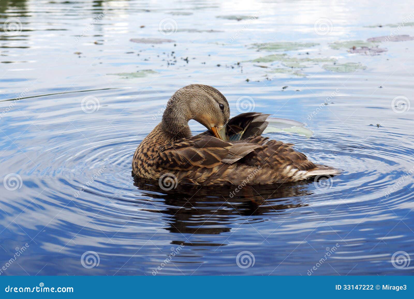 Preening mallard duck stock photo. Image of feathers - 33147222