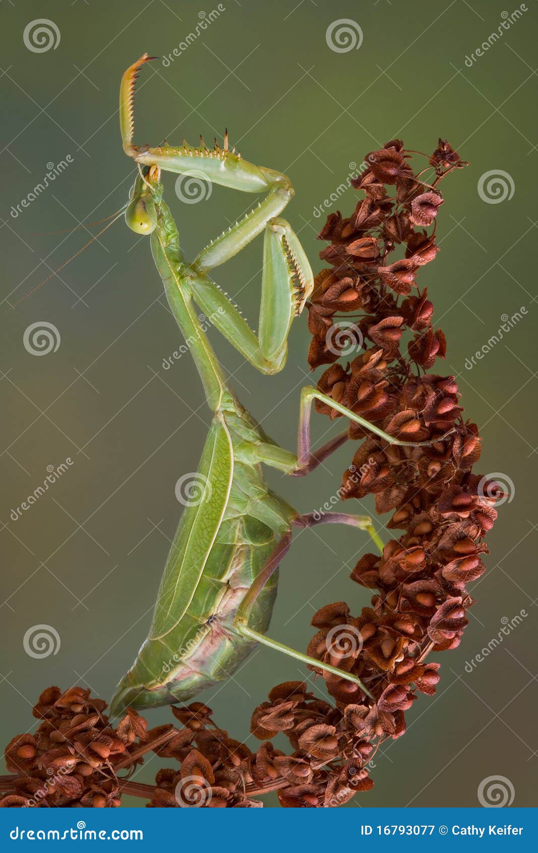 Preening Mantis stock image. Image of mantis, praying - 16793077