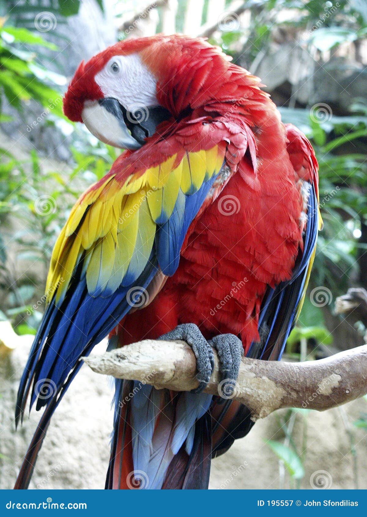 Preening Parrot stock image. Image of bird, parrot, yellow - 195557
