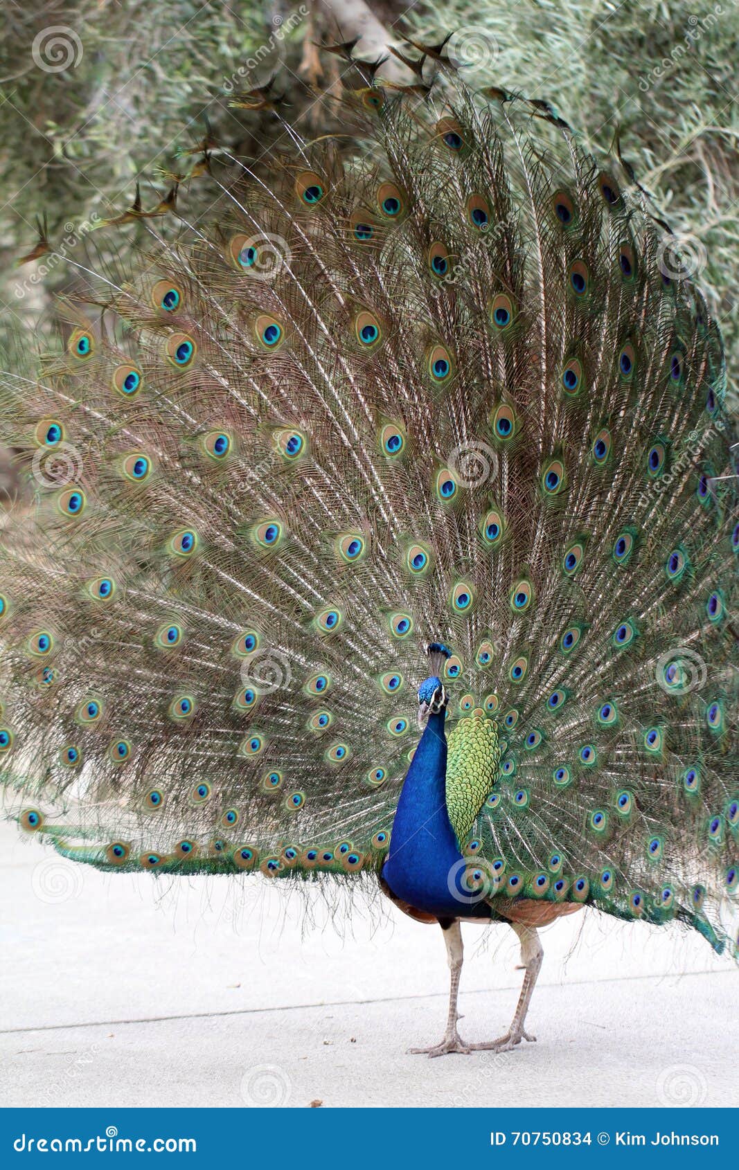 Preening Peacock stock photo. Image of bird, peacock - 70750834
