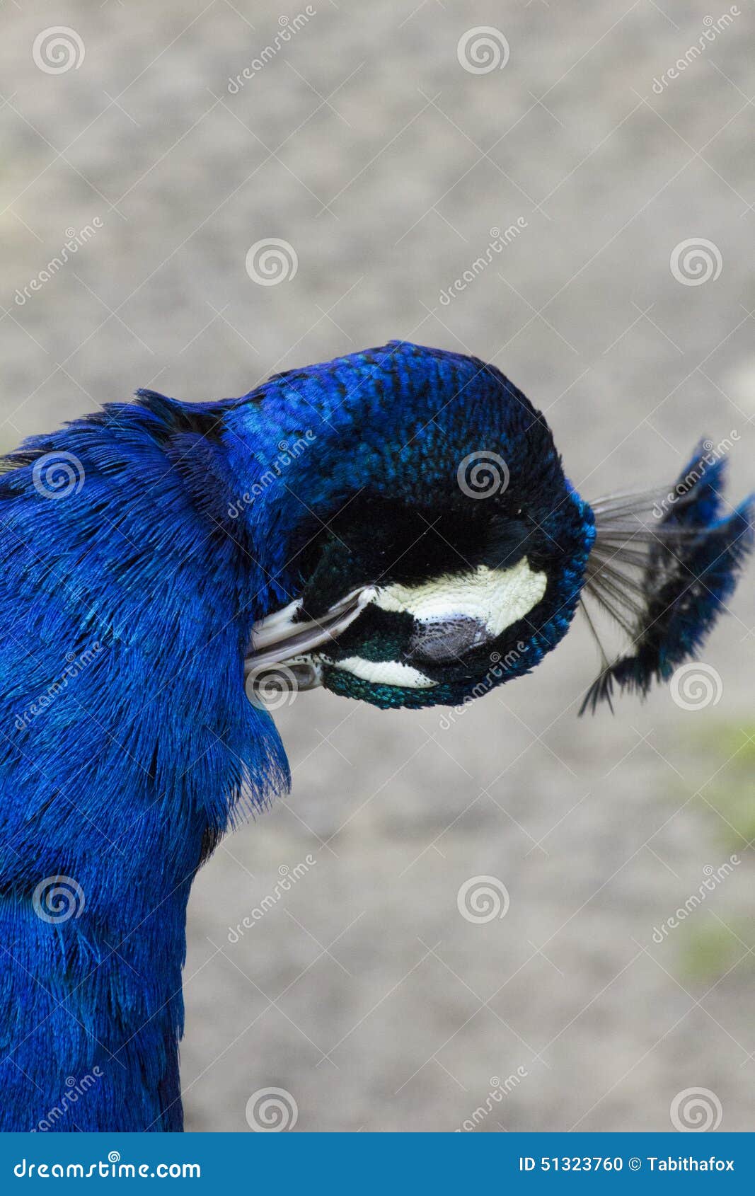 Preening peacock stock photo. Image of male, colorful - 51323760