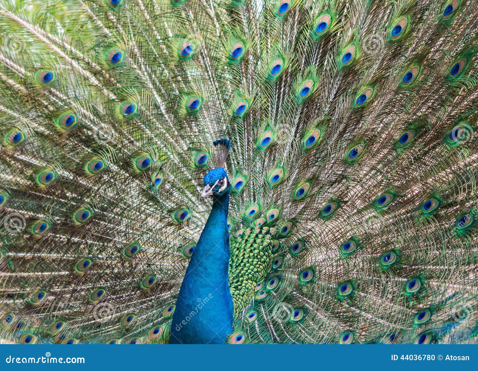Preening Peacock stock photo. Image of multi, green, bird - 44036780