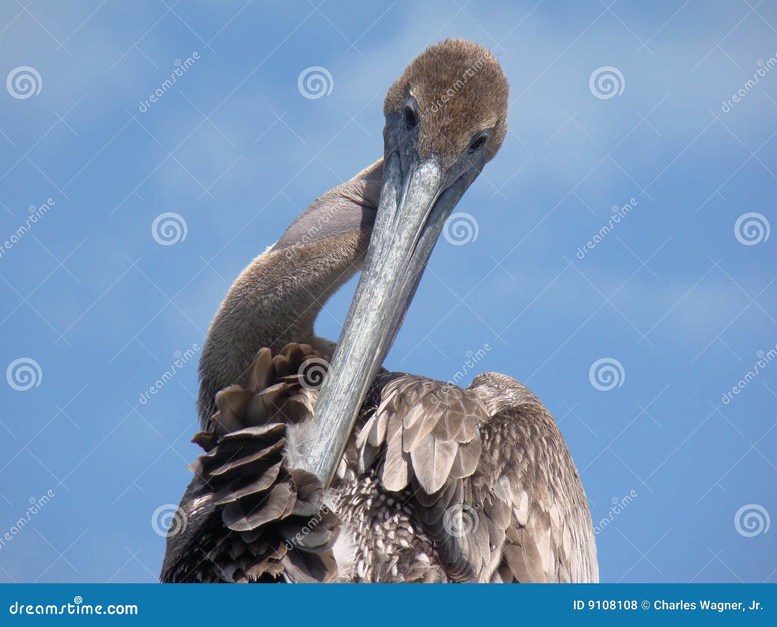 Preening Pelican stock photo. Image of wildilfe, avian - 9108108