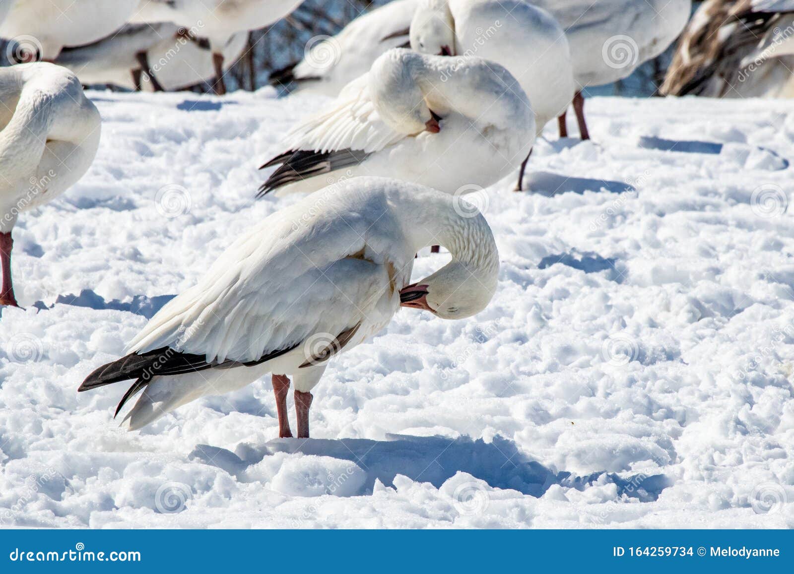 Preening Snow Goose stock photo. Image of goose, nature - 164259734