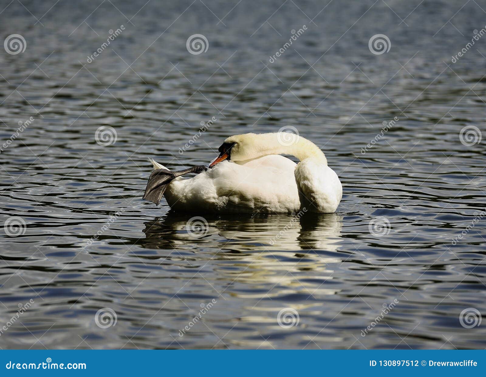 Preening swan on the lake stock photo. Image of white - 130897512