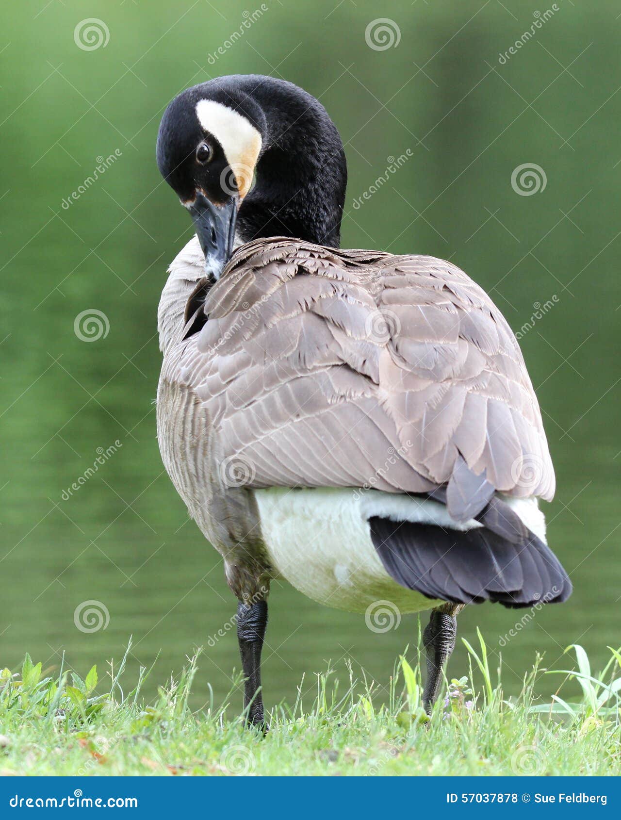 Preening Time stock photo. Image of goose, waterbird - 57037878