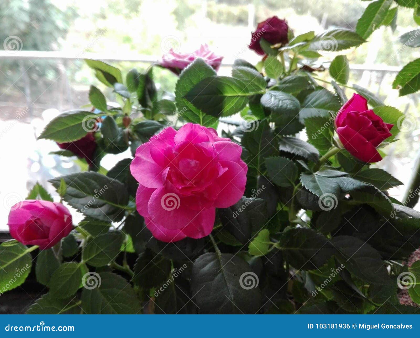 Preety Rose Stock Photos - Free & Royalty-Free Stock Photos from Dreamstime