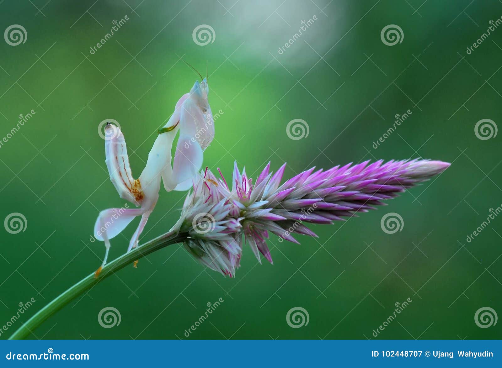 Pregare Il Mantide, Mantide Mantidi Dell'orchidea, Immagine Stock ...