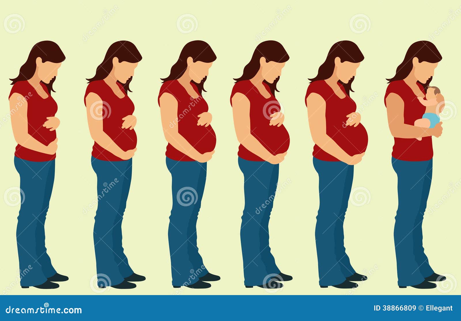 3 Trimesters Of Pregnancy Vector Illustration | CartoonDealer.com #4165168