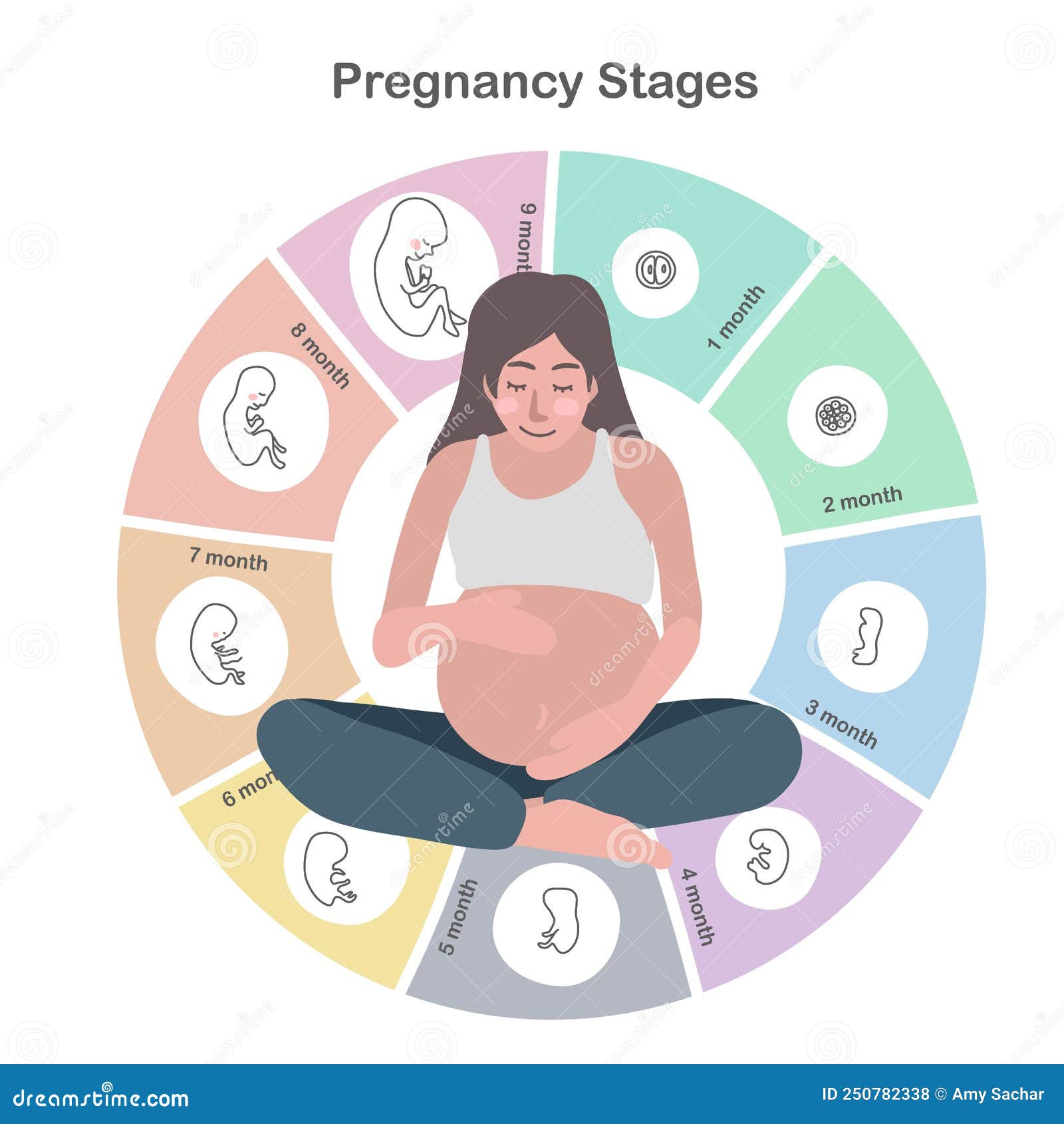 Pregnancy Stage Info-graphic Illustration Stock Vector - Illustration ...