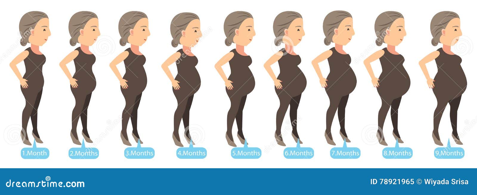 Pregnancy Stages stock illustration. Illustration of parenthood - 78921965