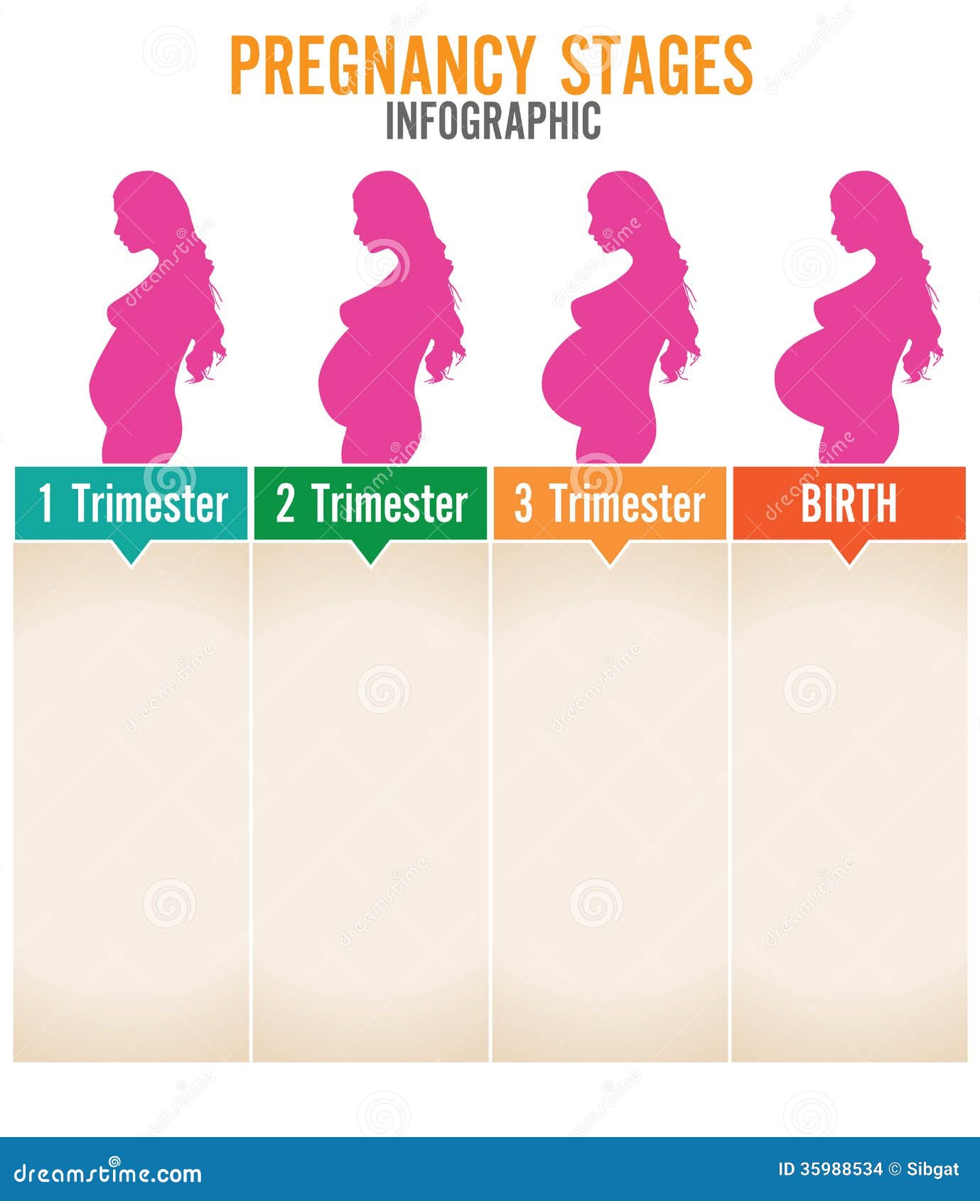 Pregnancy stages. stock vector. Illustration of figure - 35988534 Pregnancy stages. stock vector. Illustration of figure - 35988534