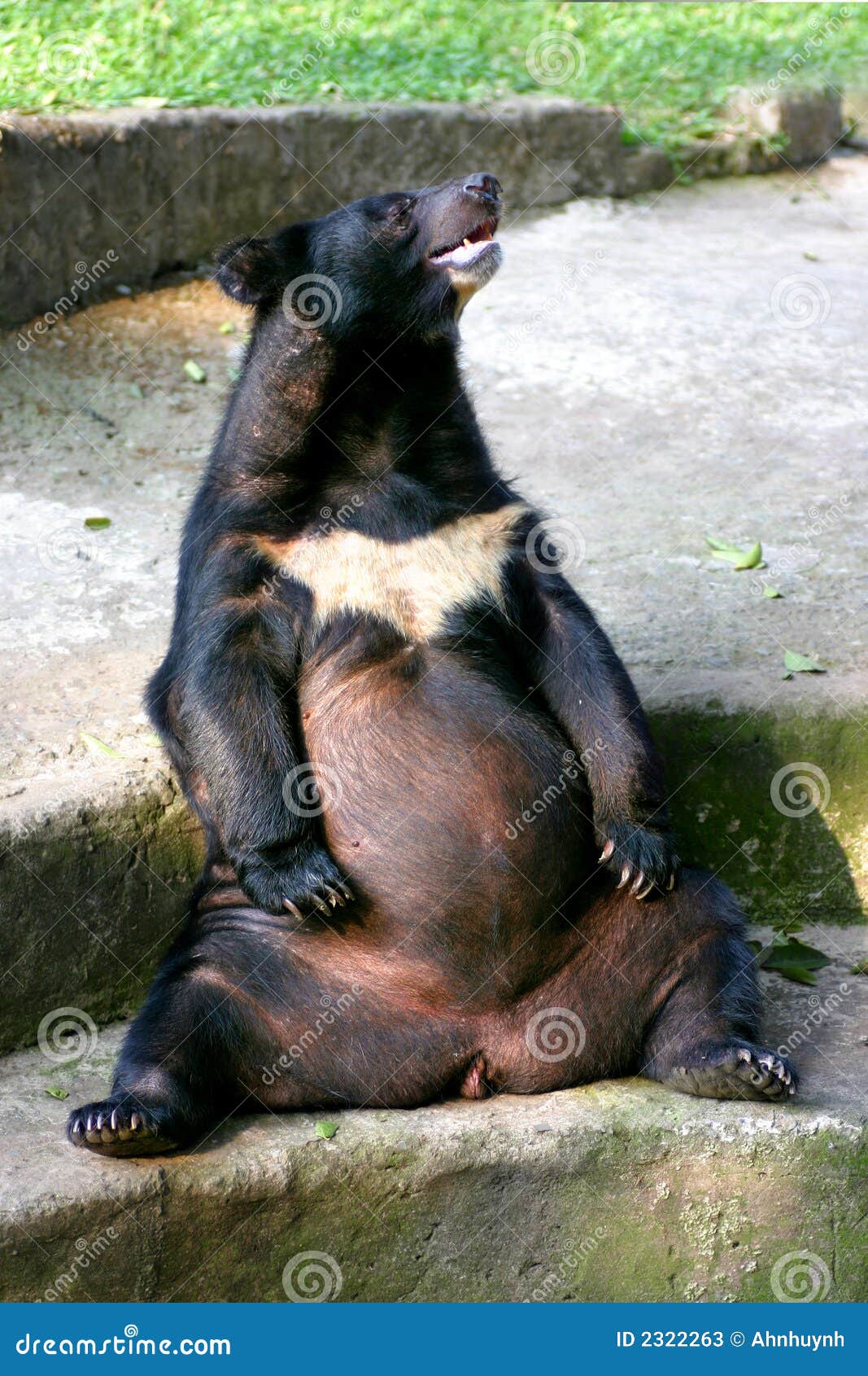 Pregnant Bear Stock Photos - Image: 2322263