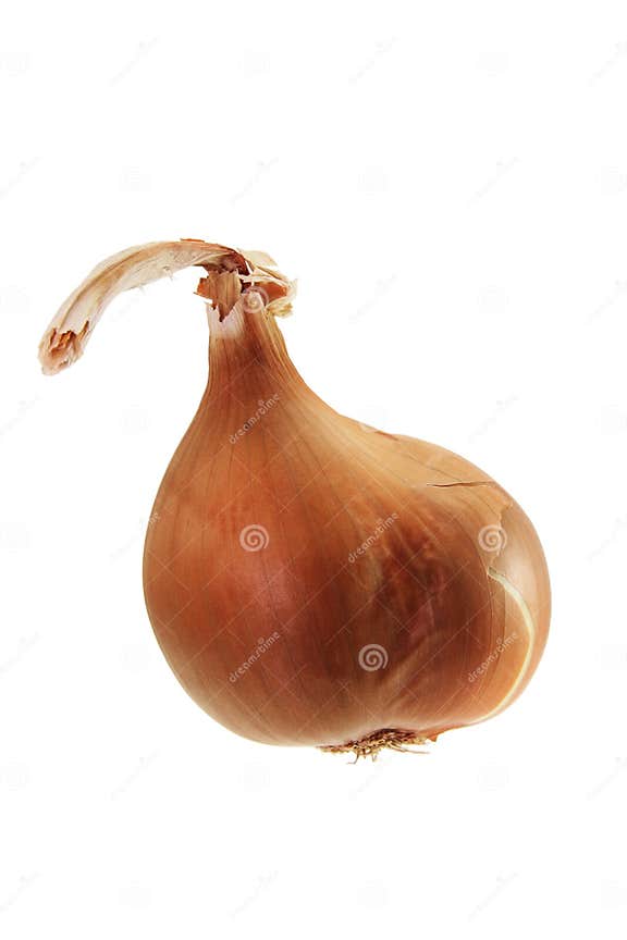 Pregnant bulb onion. stock photo. Image of grown, fresh - 11293160