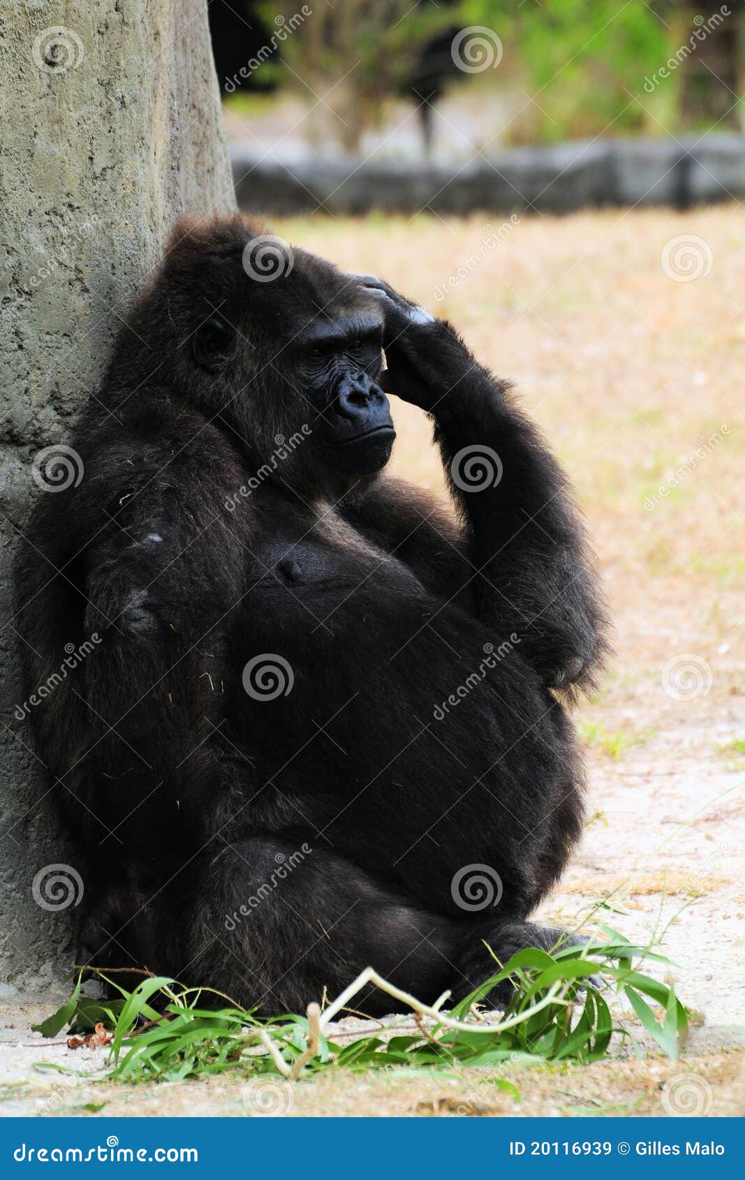 Pregnant Gorilla stock image. Image of nature, gorilla - 20116939