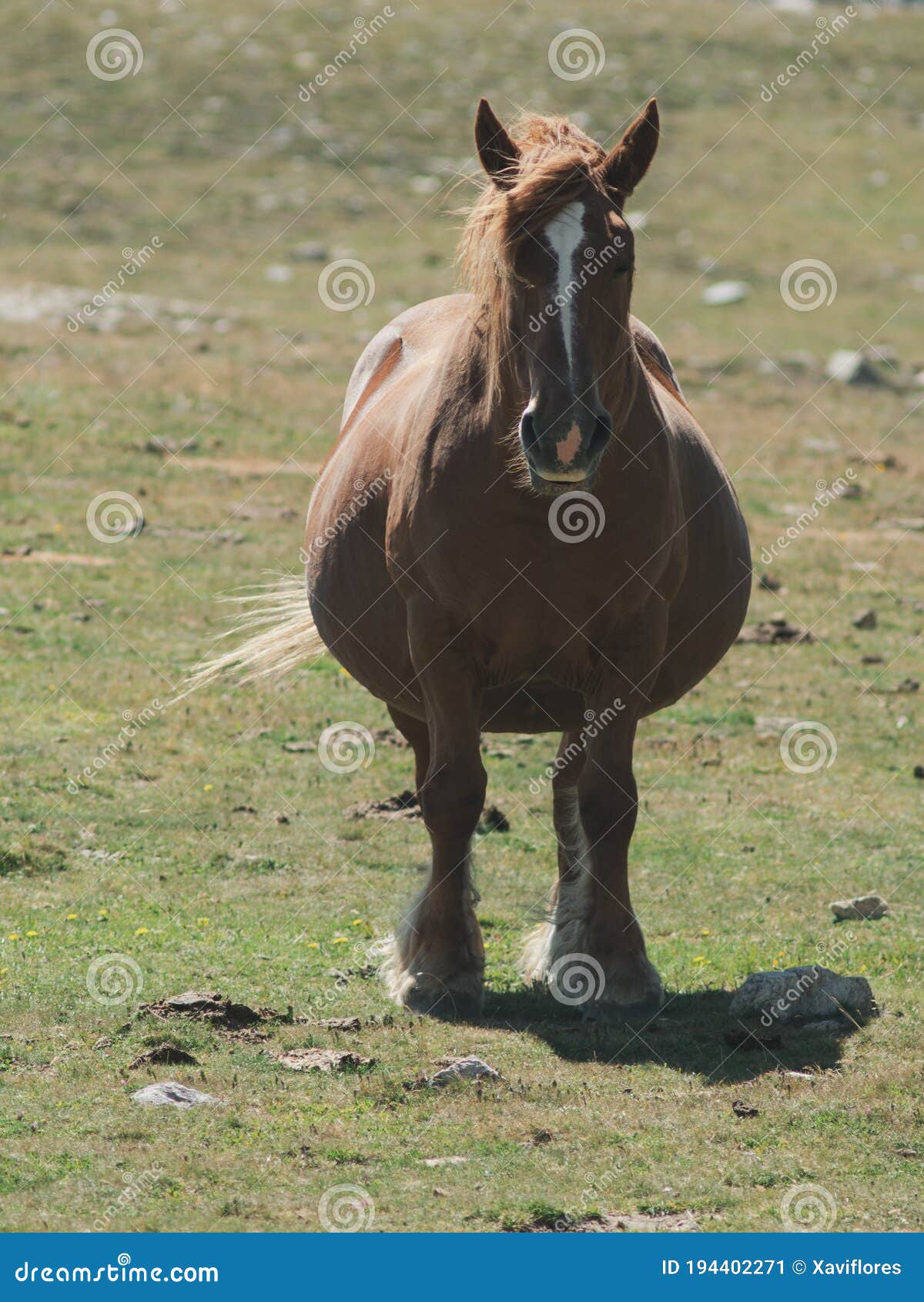 Pregnant Horse Royalty-Free Stock Photo | CartoonDealer.com #49103907