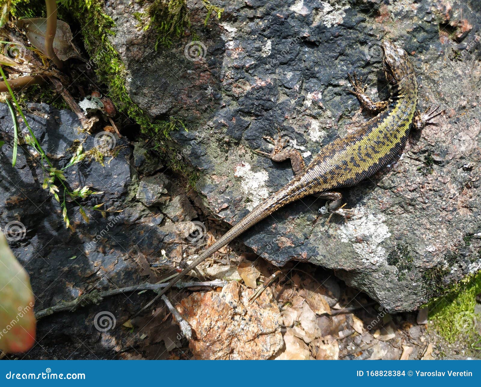 Pregnant Lizard on a Rock, Top View Stock Photo - Image of amphibian ...