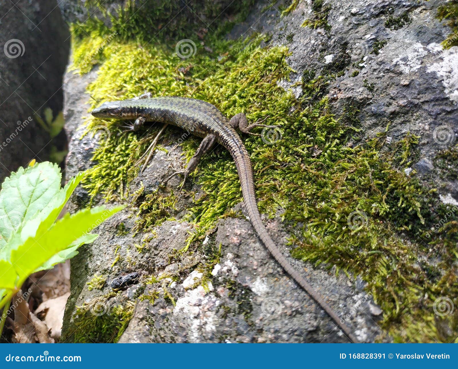 Pregnant Green Lizard Inside The Stone Wall Stock Photo | CartoonDealer ...