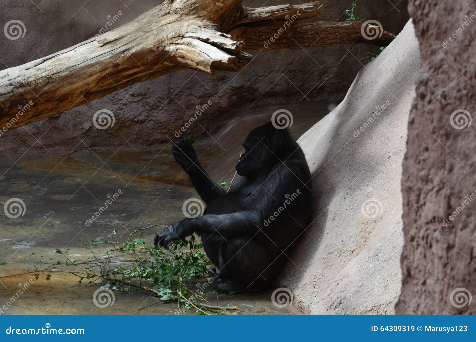A pregnant monkey stock image. Image of life, details - 64309319
