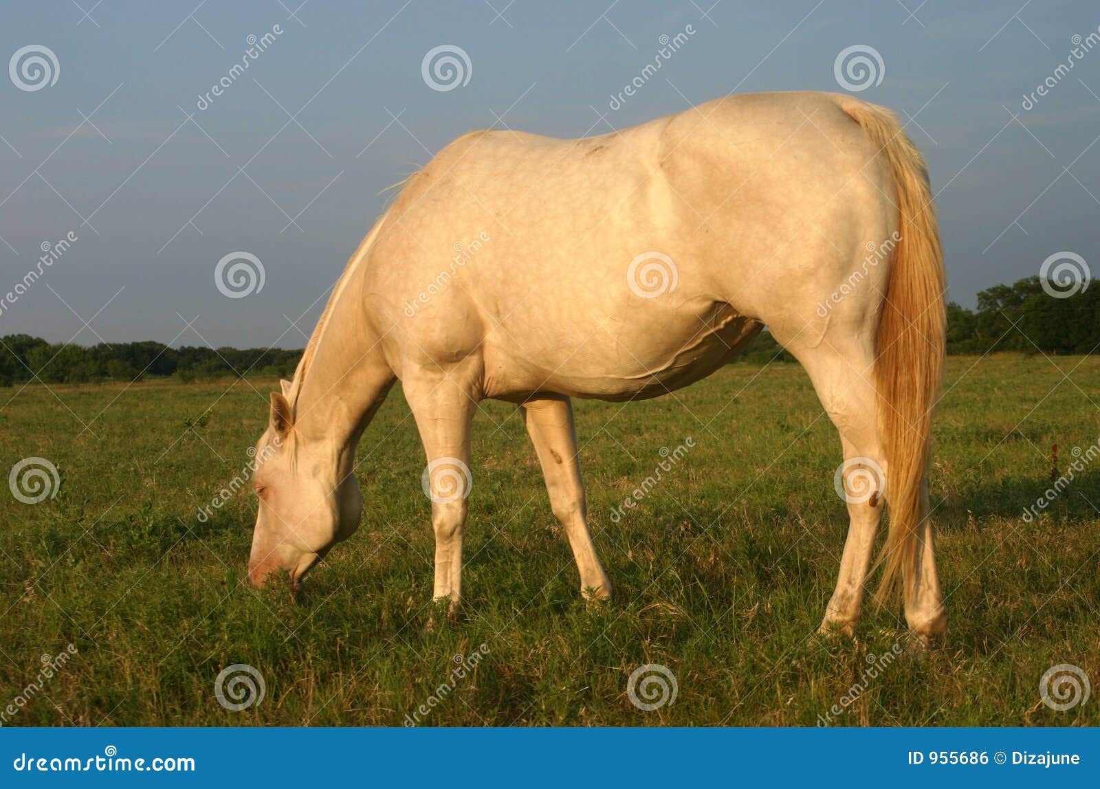 Perlino Colored Horse