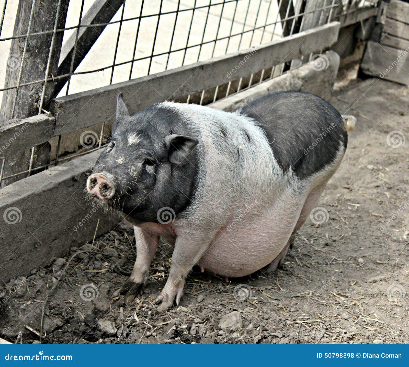 Pregnant pig stock photo. Image of animal, feeding, piggy - 50798398