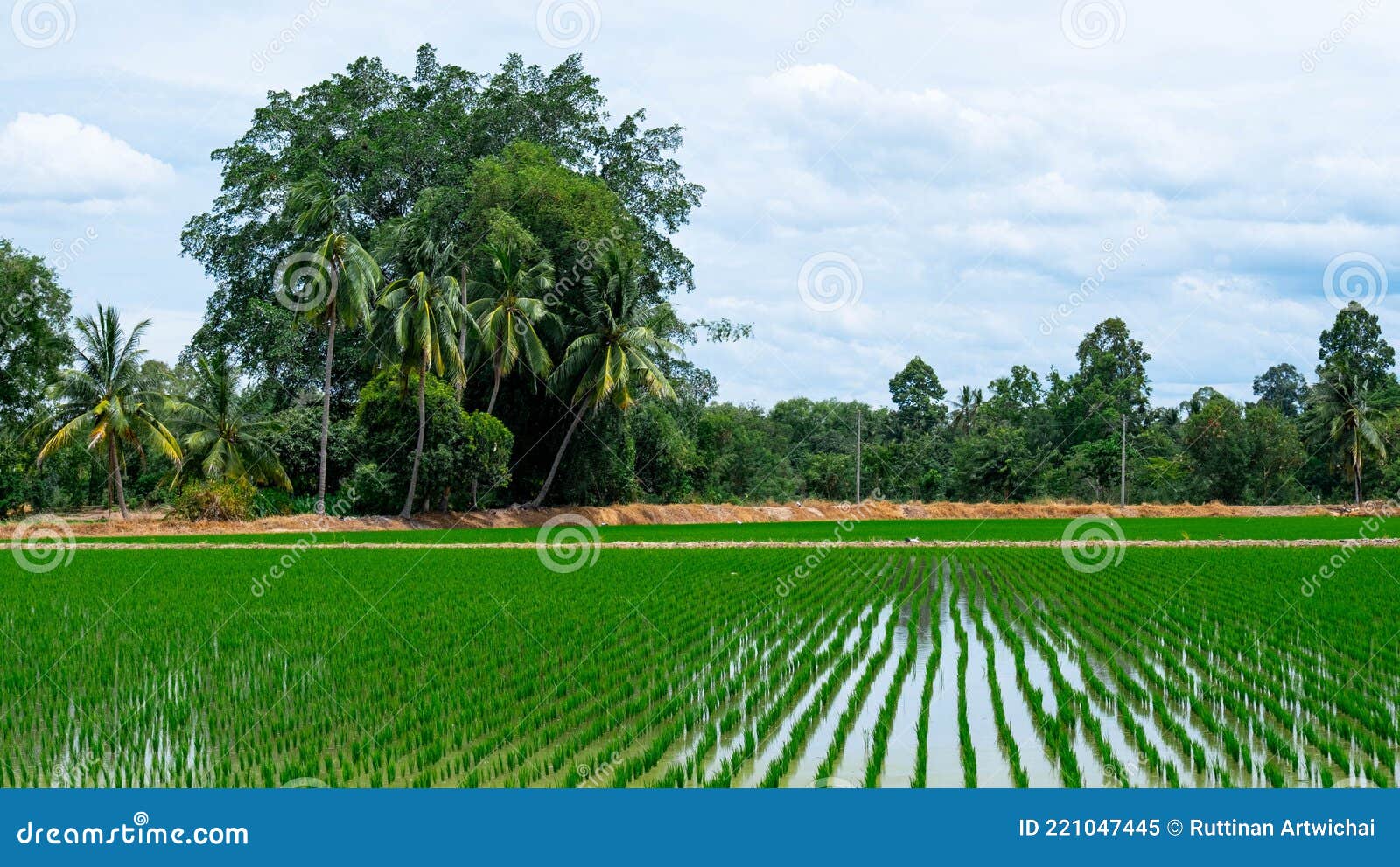 The Pregnant Rice is Ready To Be in Full Bloom. Stock Image - Image of ...