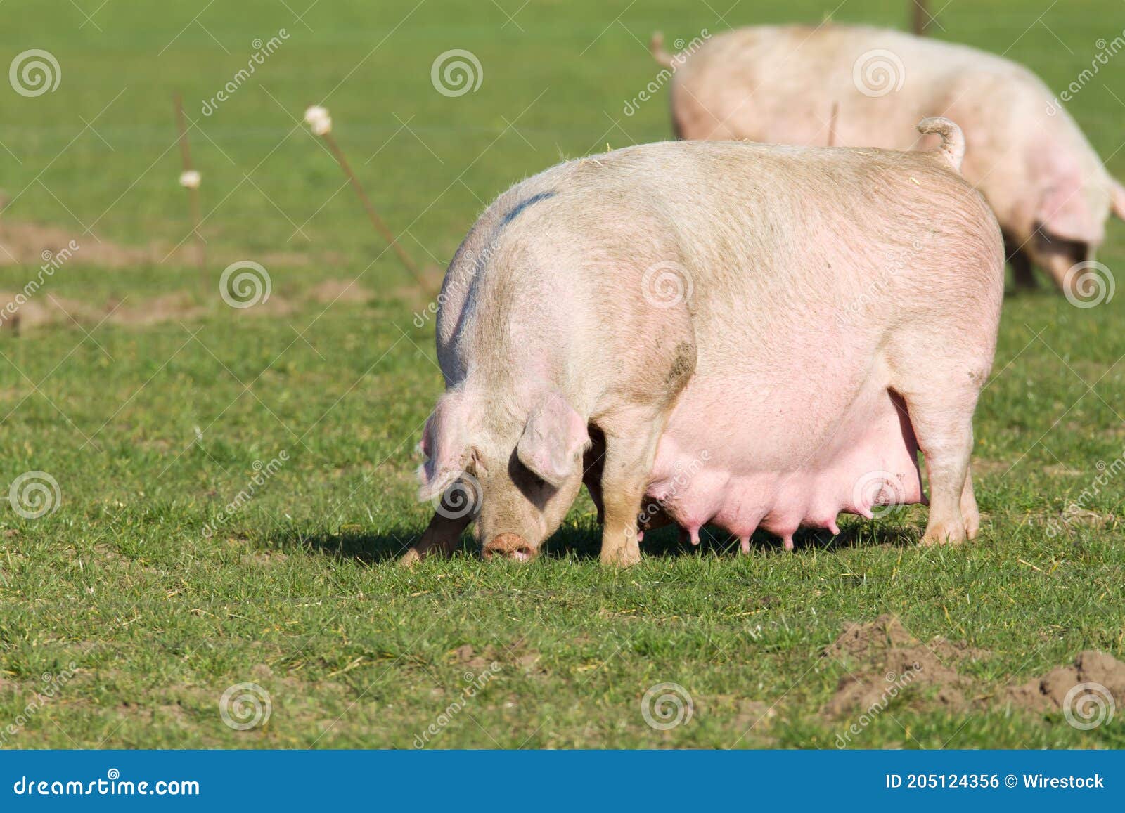 Pregnant sow in a meadow stock photo. Image of farm - 205124356