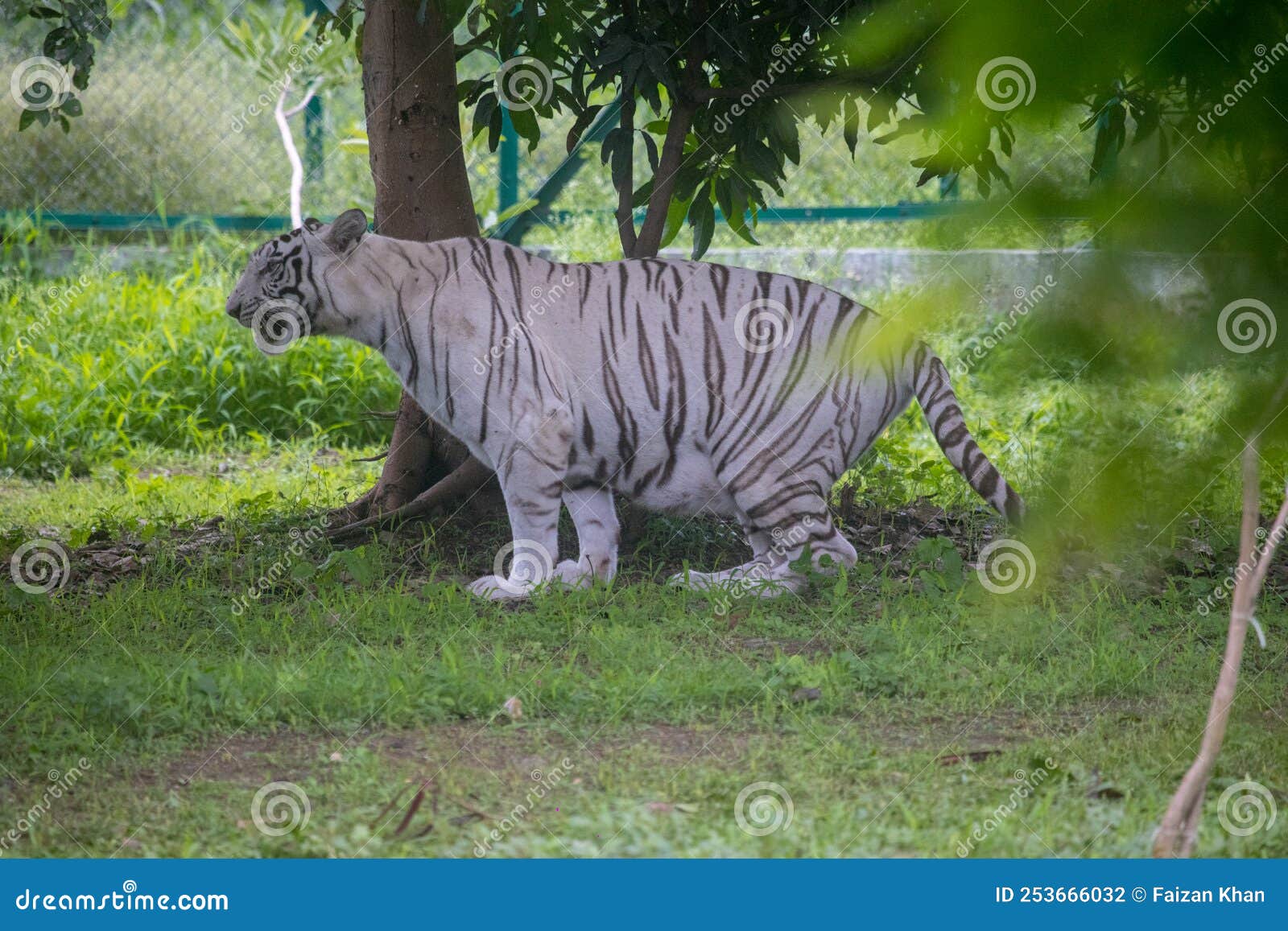 Pregnant white tigress stock photo. Image of white, royal - 253666032