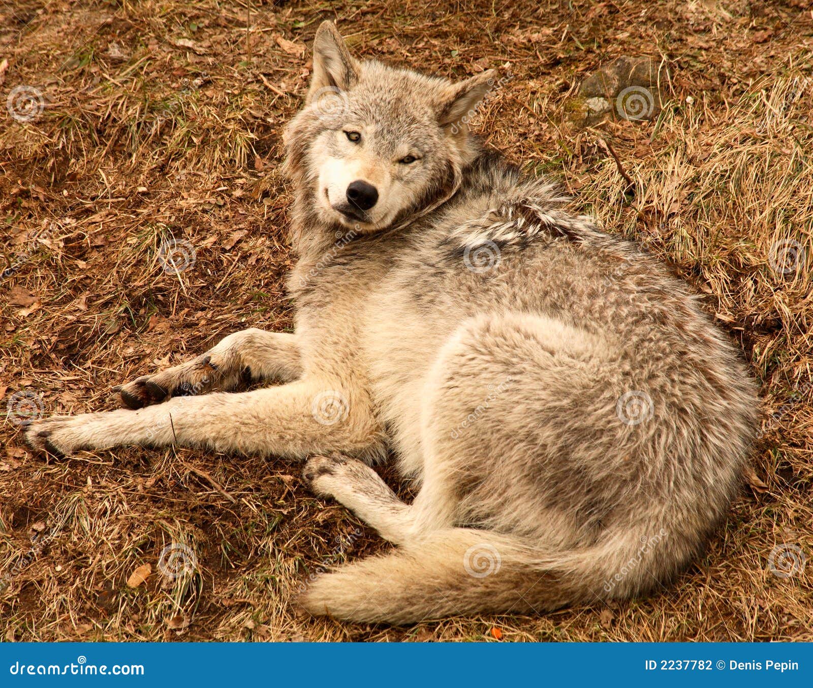 Pregnant Wolf Giving Birth