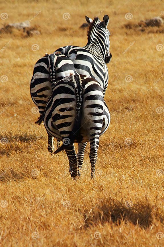 Pregnant Zebra Bums stock image. Image of striped, large - 29405371